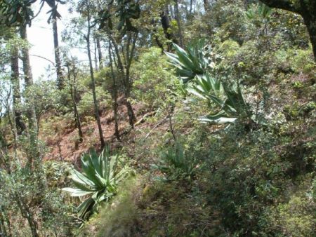 Piteralandia: Agave inaequidens Gentry
