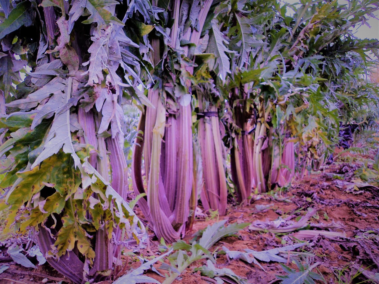 "Mi Huerta de Corella": Cardo Rojo de Corella