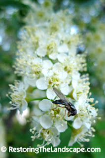 Restoring The Landscape With Native Plants: Native Plant of the Week ...