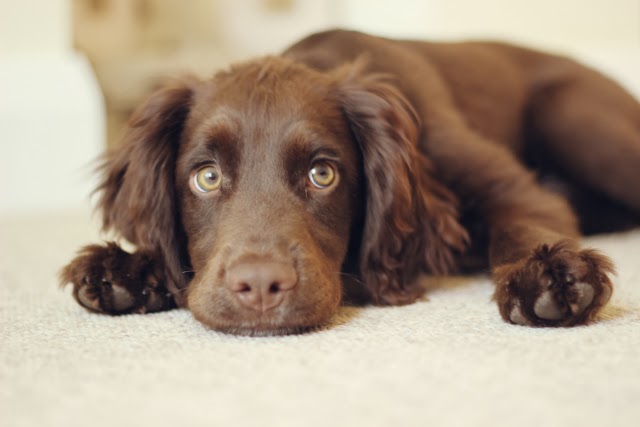 Dark Brown Cocker Spaniel Puppies