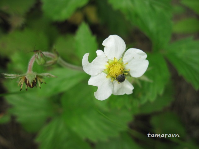 Всё о бегониях и не только...: Земляника восточная (Fragaria orientalis ...