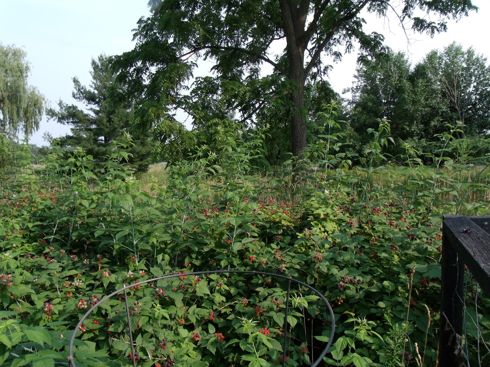 Gear Acres at Top of the Hill: Our Wild Black Raspberry Patch