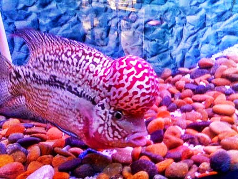 FLOWERHORN FISH photos - wallpapers (ανανεωμένο) | the fun bank