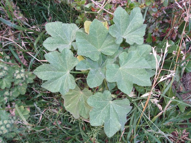 A Forager's Treasury ID gallery: Tree mallows (Lavatera species)