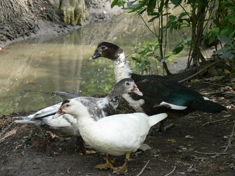 Thương nhớ ngày xưa!: Con gà, con ngan