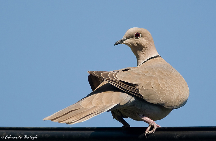 Eduardo Balogh Bird Watcher: BALKÁNI GERLE