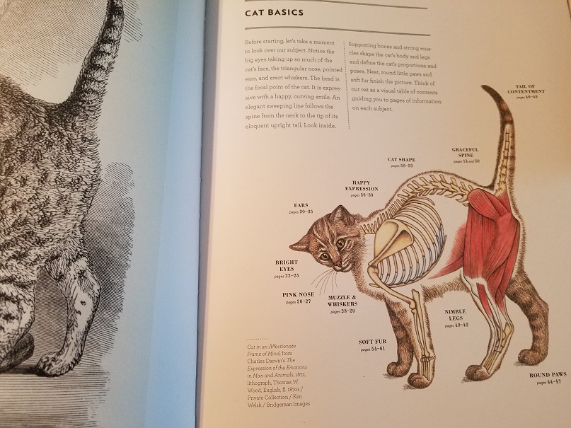 Marsha's Spot: Learn the Secrets of Drawing Cats With Observational Drawing