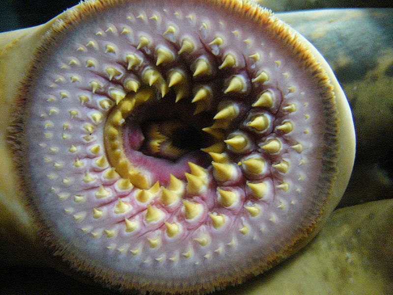 el moderno prometeo: Vertebrados: Agnatos.