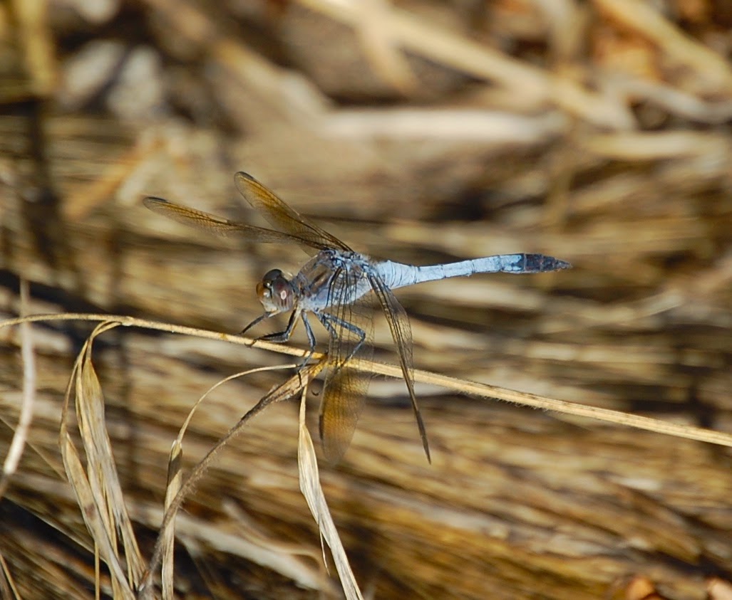 The Insect Diary: Blue Skimmer Dragonfly: Orthetrum caledonicum