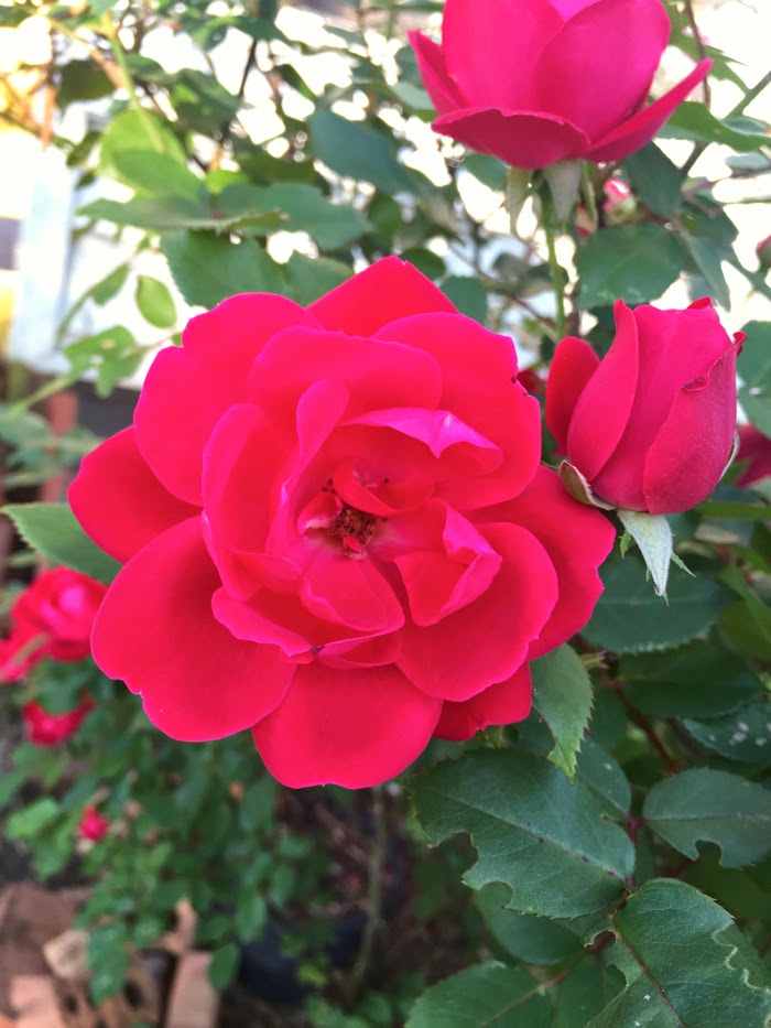 The beauty of May roses...