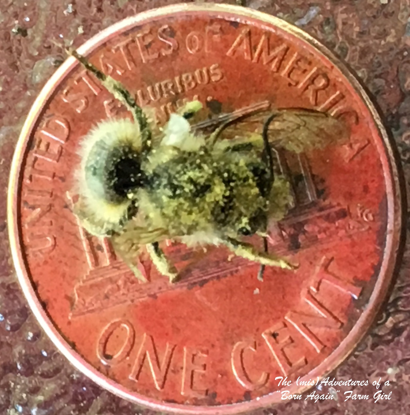 Homemade Bee Condo (For Mason Bees) - The (mis)Adventures of a ...