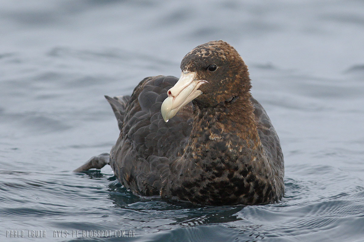 mis fotos de aves: Macronectes giganteus Petrel Gigante Antártico ...