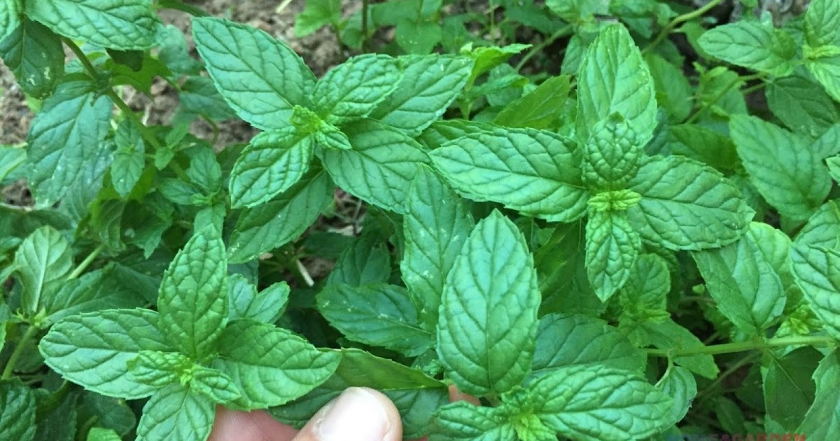 How to Grow Mint | AROMATIC HERBS GROWING