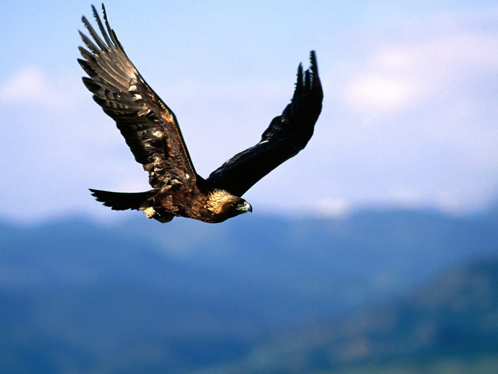 Fabulous And Amazing Eagle Wallpapers in HD - For More Wallpapers Just ...