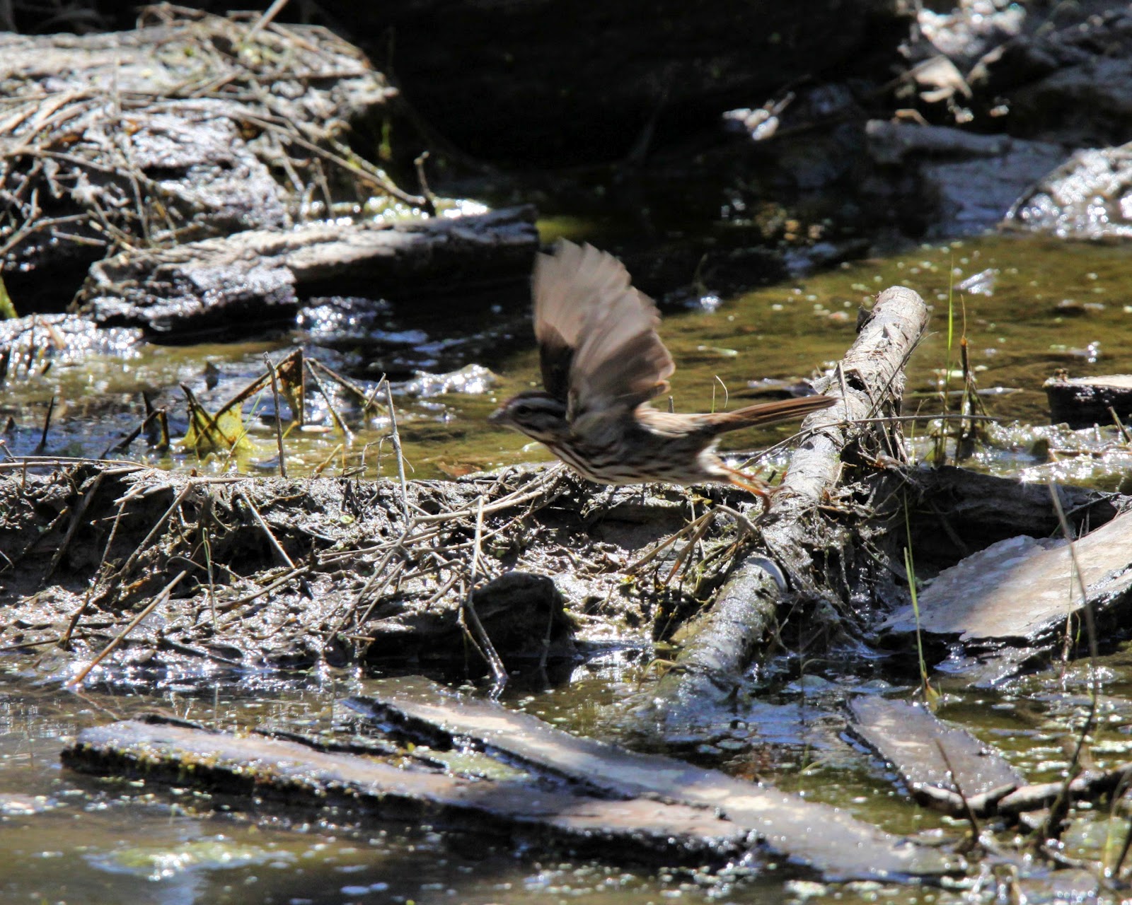 Birds from Behind : How to Be a Better Birder...