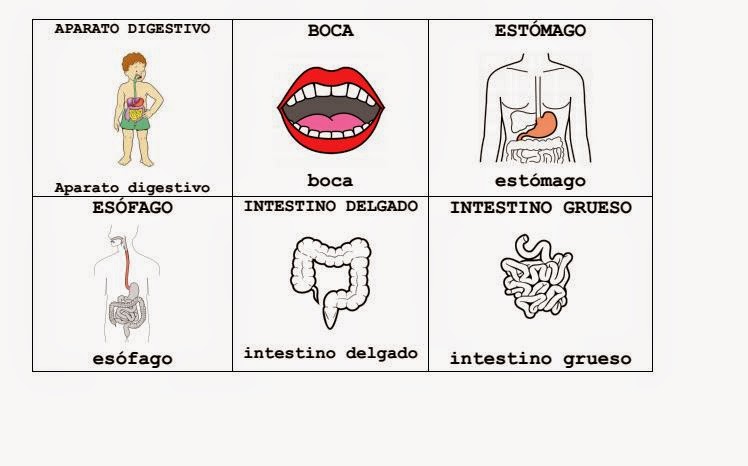 SUSANA Maestra de A.L.: Material Adaptado alumn@s 3º Ed.Primaria