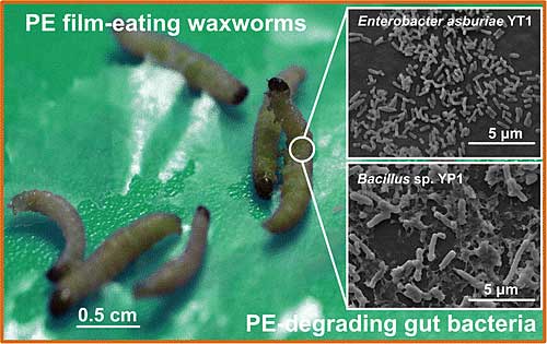 Retired--Now What?: Plastic-Eating Insects Addendum