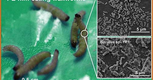 Retired--Now What?: Plastic-Eating Insects Addendum