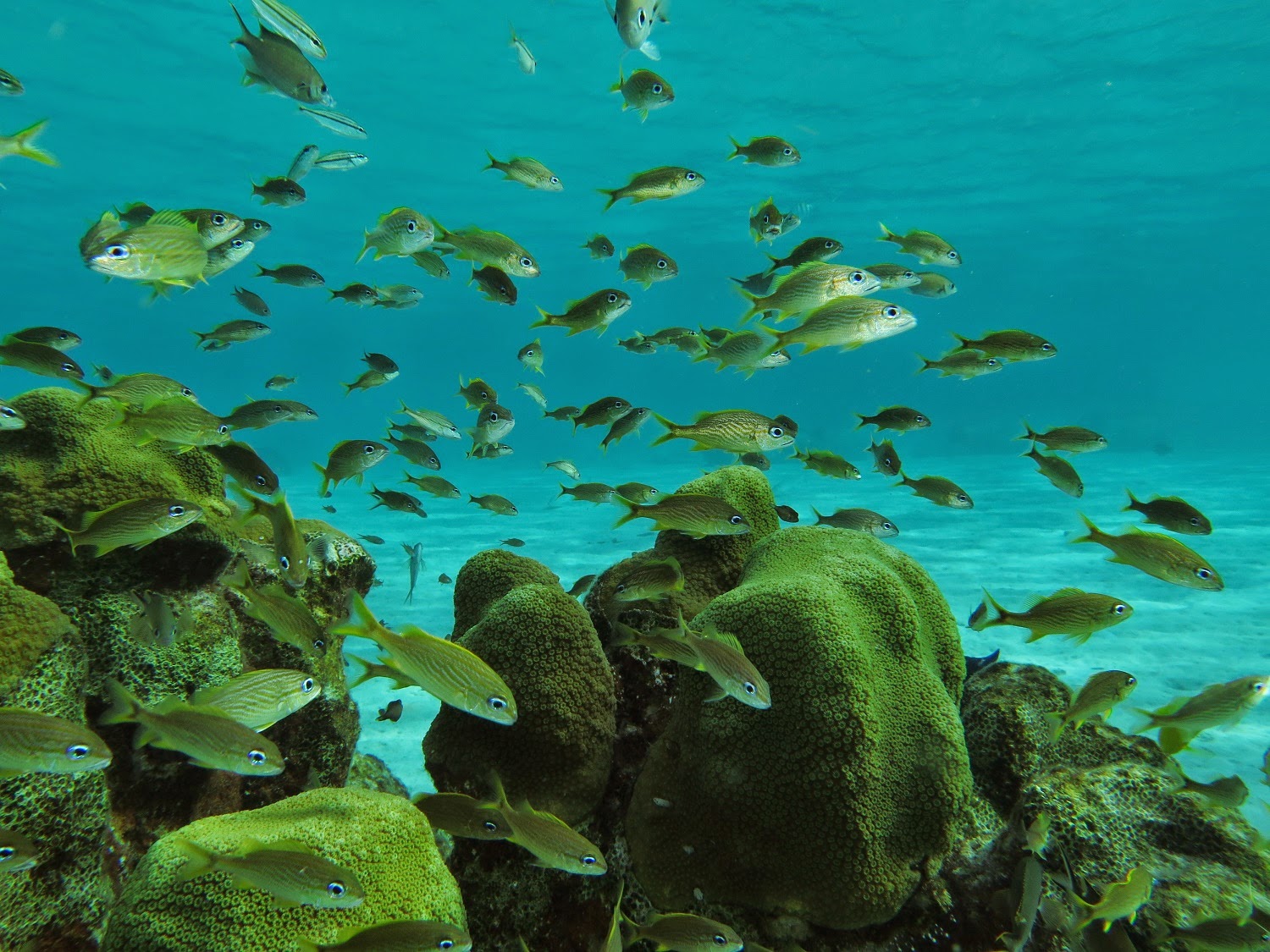 Rambling Jill: Patch reefs