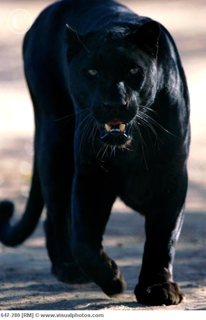 THE ANIMAL WILDLIFE: MACAN TUTUL HITAM/KUMBANG (black panthera pardus ...