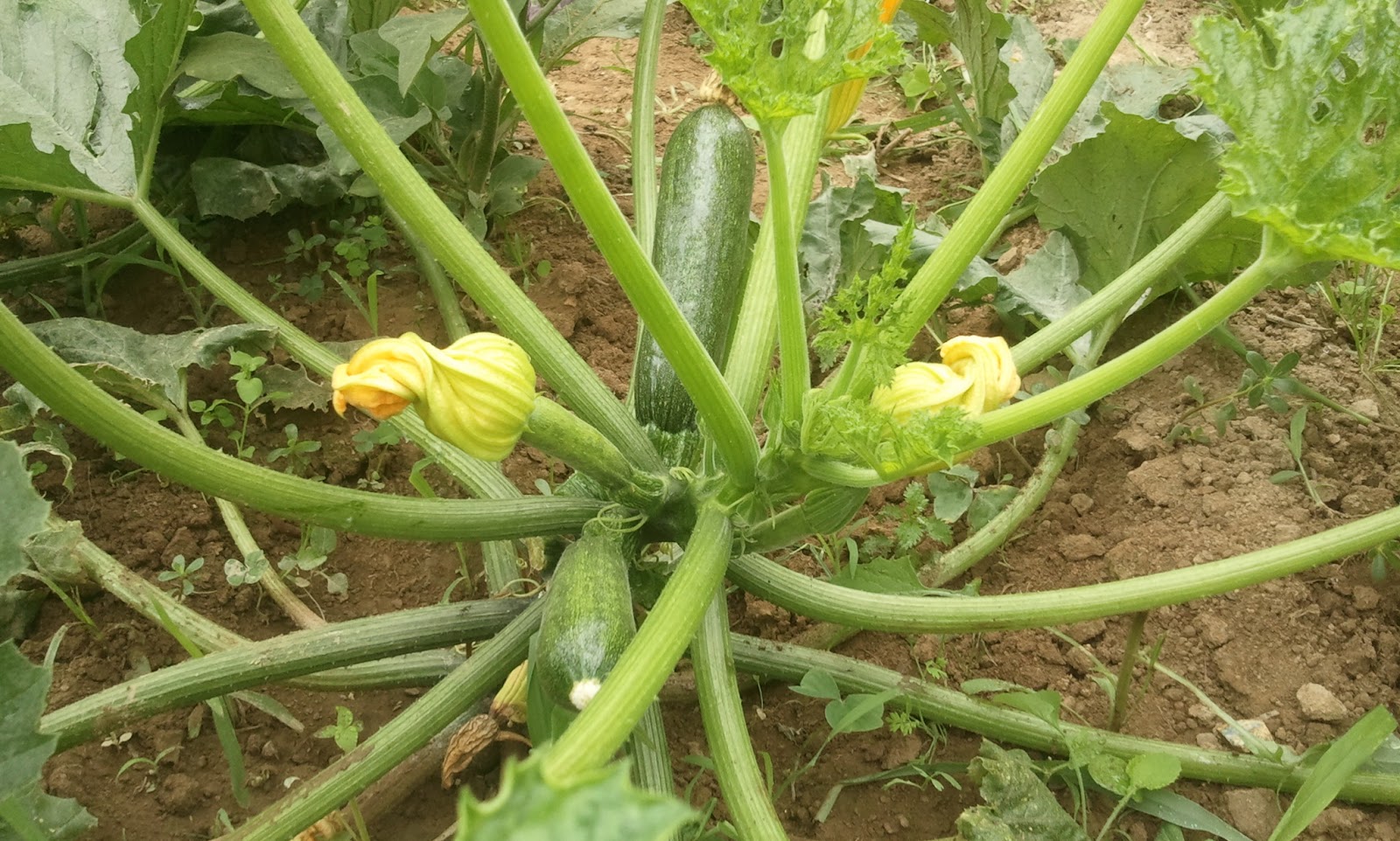 O que farei a tantas curgetes? | A Horta e a Cidade