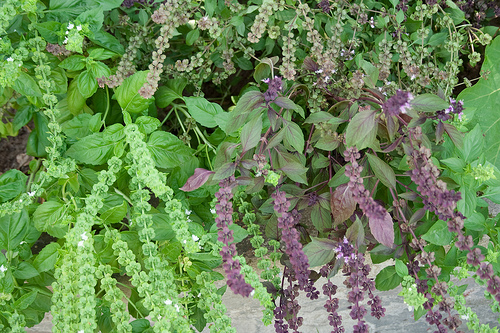 la albahaca ~ ~* Jardin Botanico