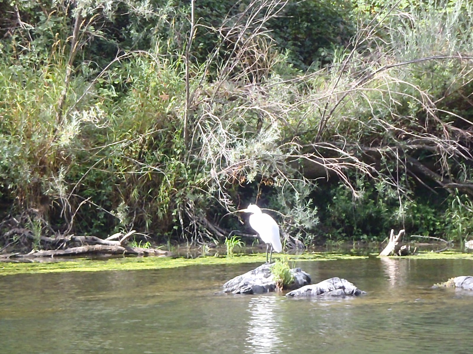 Rogue River Rafting: From Yuma, Arizona to the Rogue River