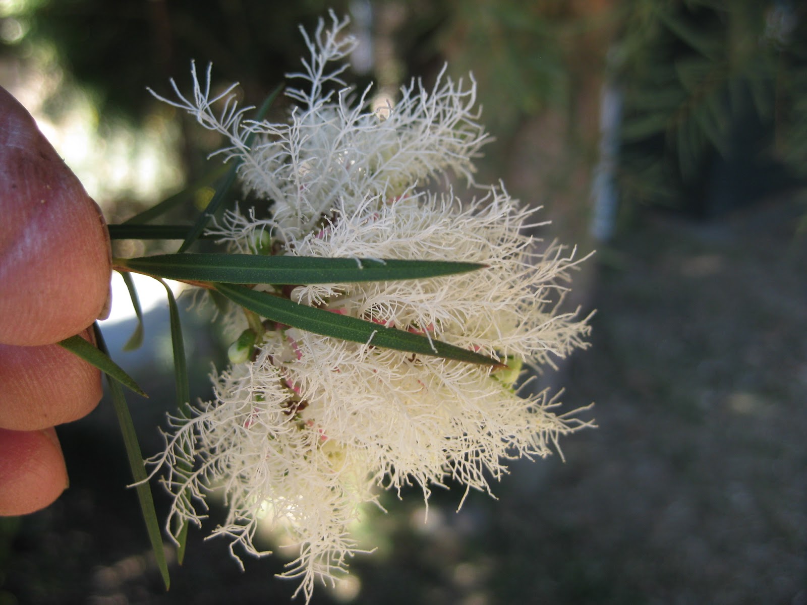 Trees of Santa Cruz County: Melaleuca linariifolia - Flax leaf Paperbark