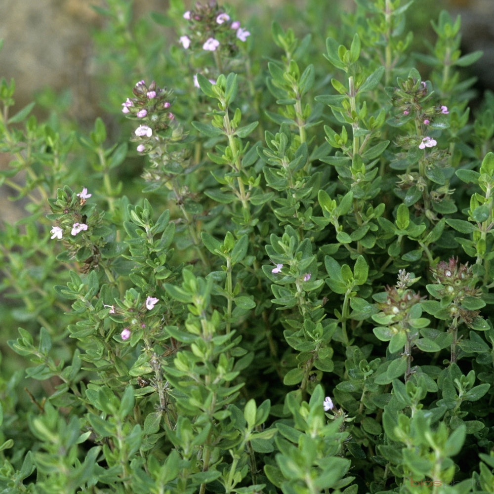 Les Plantes النباتات: Thym
