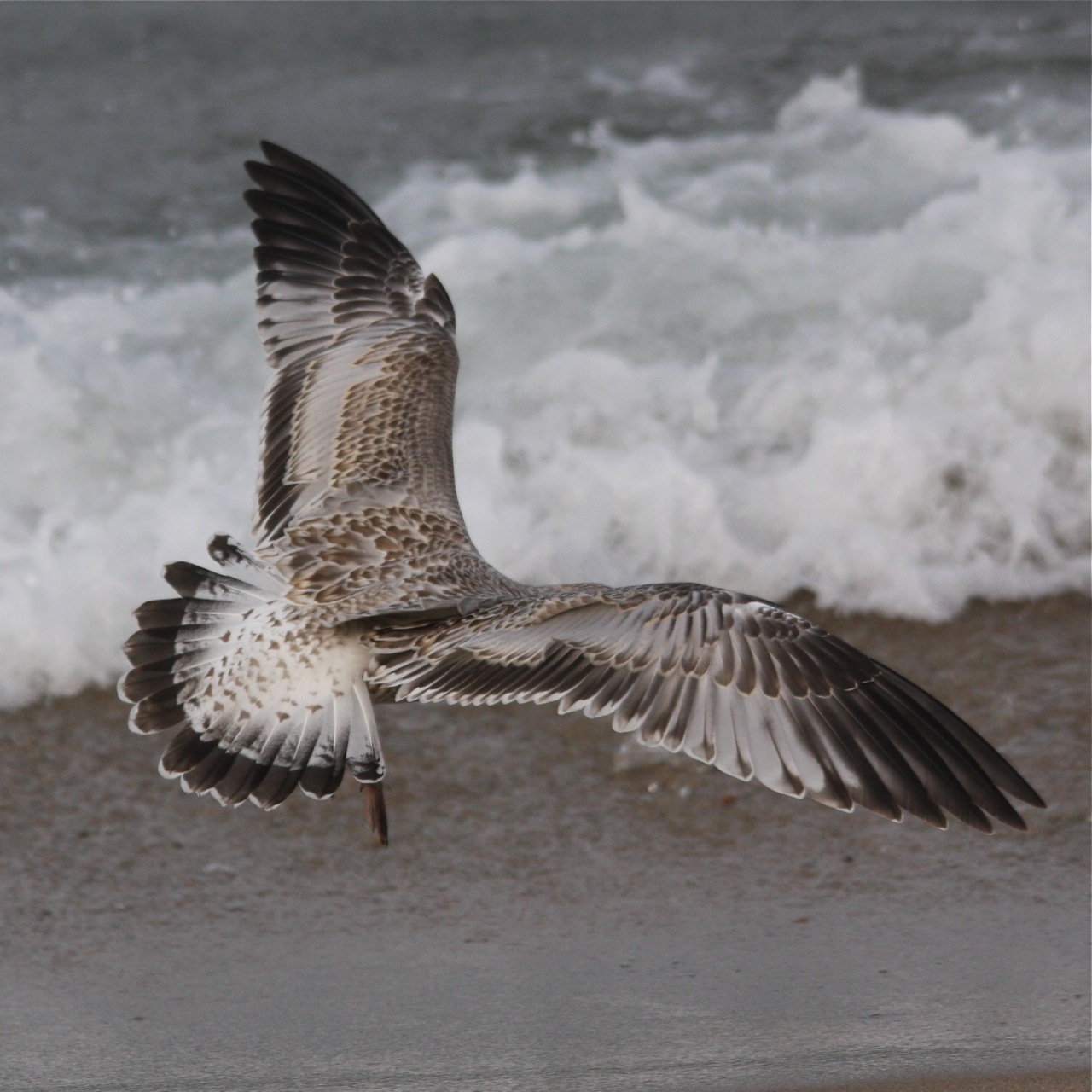 Morgithology: Juvenile Ring-billed Gulls