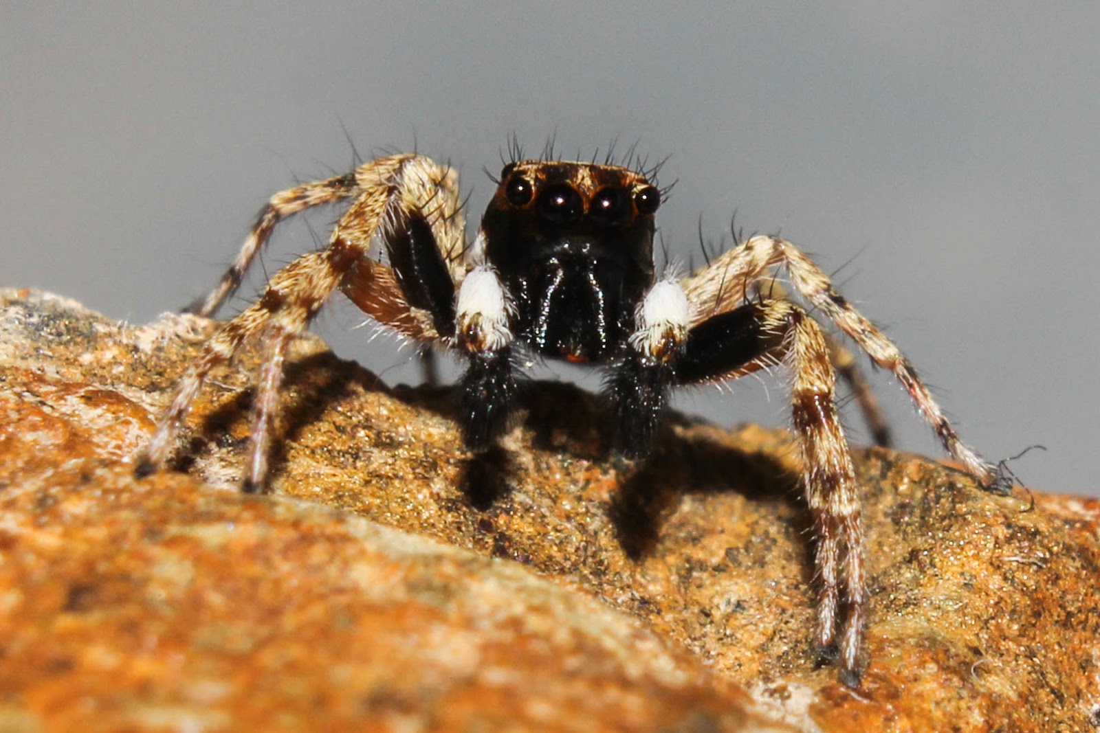 Biodiversity of Cyprus by NGO Protection of the Natural Heritage and ...