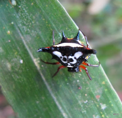Nature Wonders Gershonized: More New Guinea insects זחלים עכבישים ...