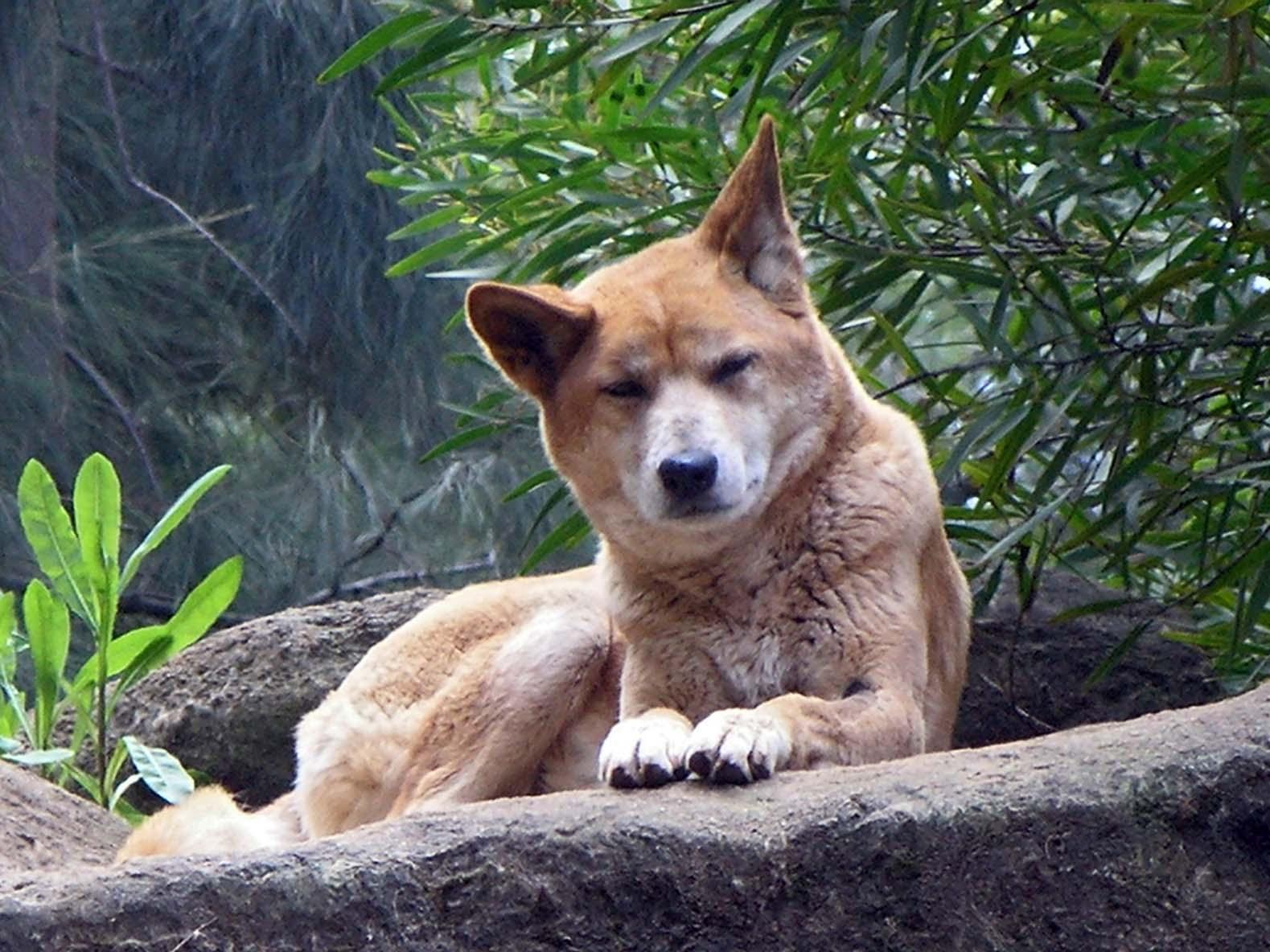 Dingo Wallpapers & Pics | Fun Animals Wiki, Videos, Pictures, Stories