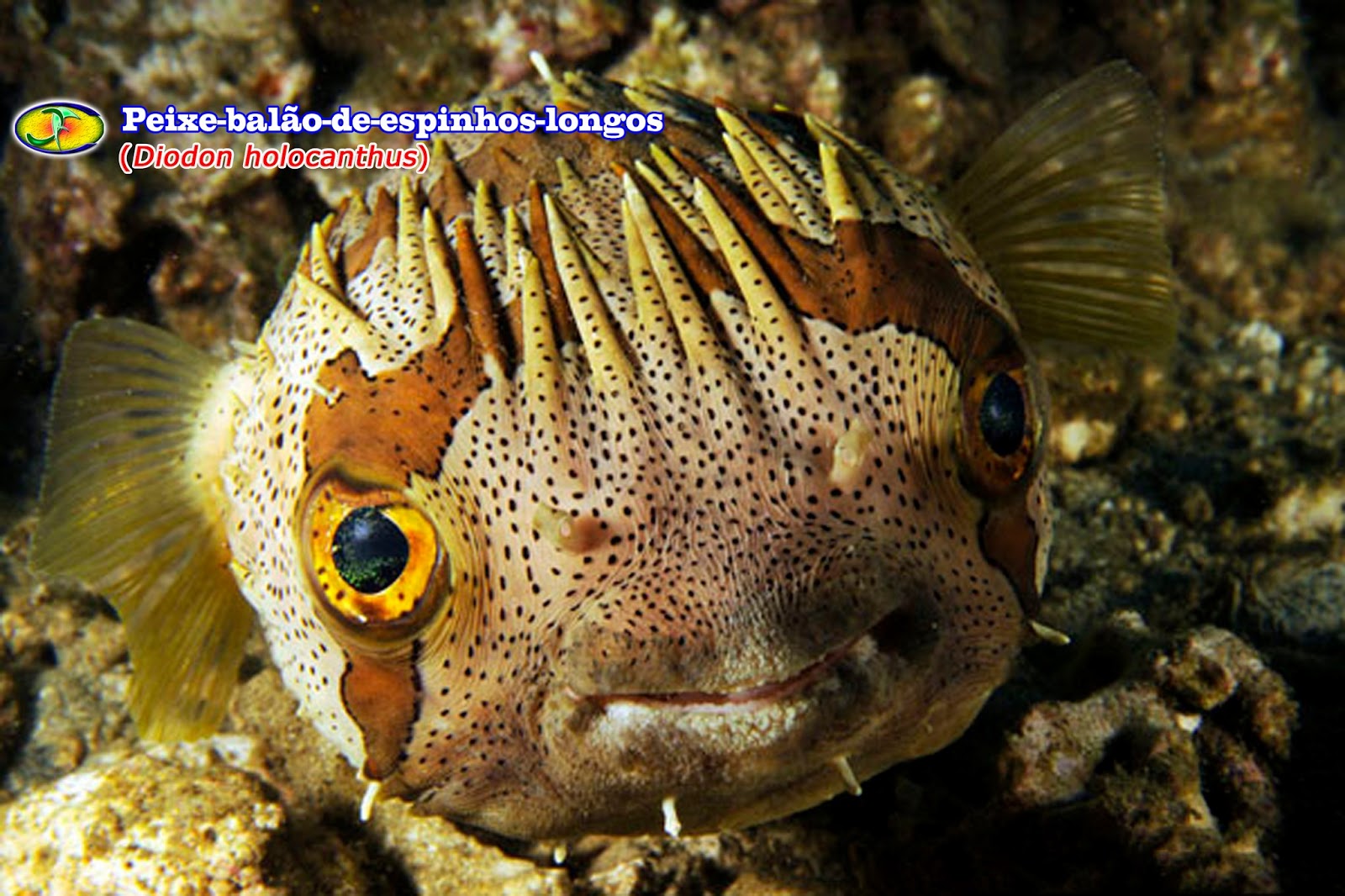 Zoologia: Peixe-balão-de-espinhos-longo (Diodon holocanthus)
