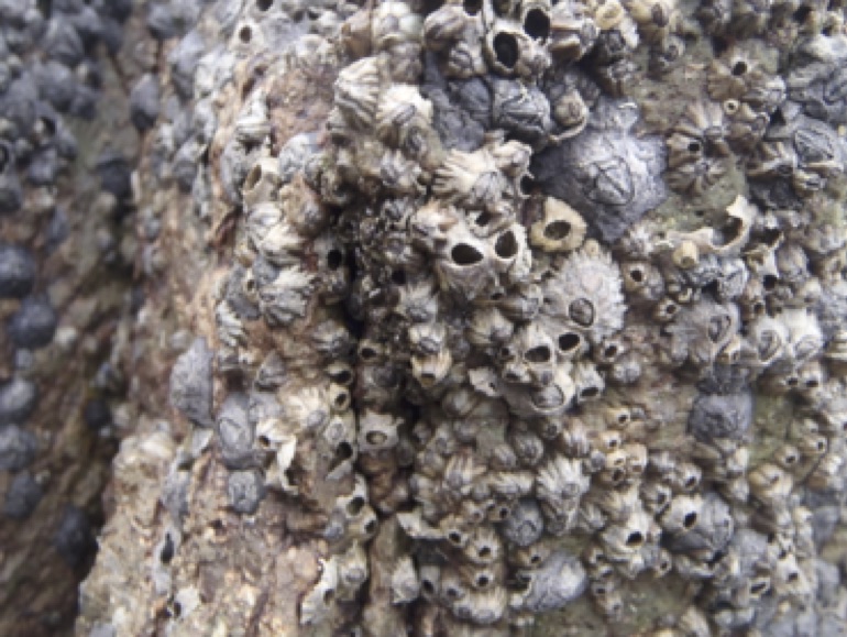 Collin Lab Student Blog: Conocimiento general acerca de los cirrípedos ...