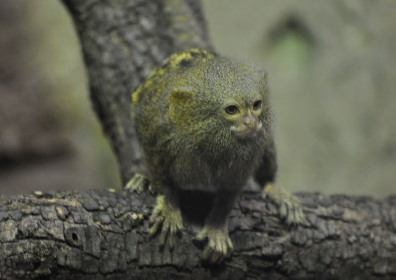 ZOOTOGRAFIANDO (6.100 ANIMALS): TITÍ PIGMEO / PYGMY MARMOSET (Cebuella ...