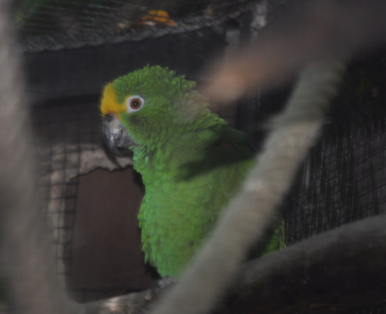 ZOOTOGRAFIANDO (6.100 ANIMALS): LORO REAL AMAZÓNICO / YELLOW-CROWNED ...