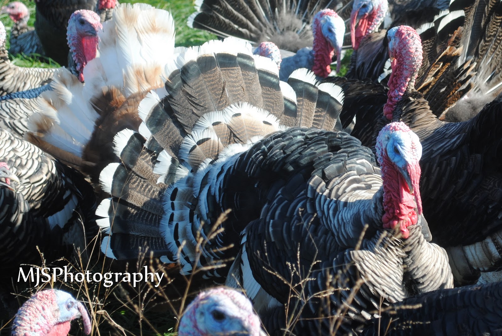 My Old Kentucky Homestead: Turkey Turkey Turkey!!