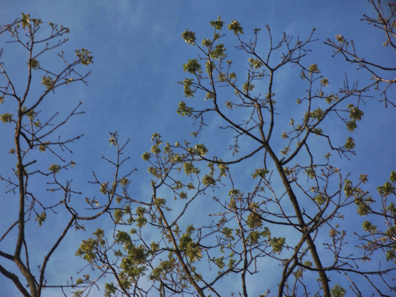 Tree Town Turf Guy: Gypsy Moth Update