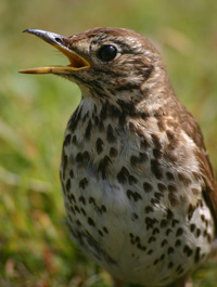 La Caza en Euskal Herria: La malviz, protagonista forzosa
