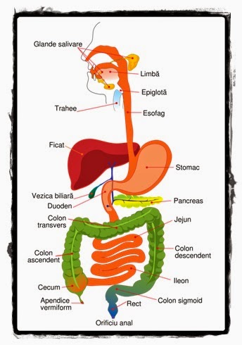 CLASA NOASTRĂ: Digestia și aparatul digestiv