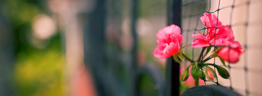 Fb Red Flower Covers|http://refreshrose.blogspot.com/