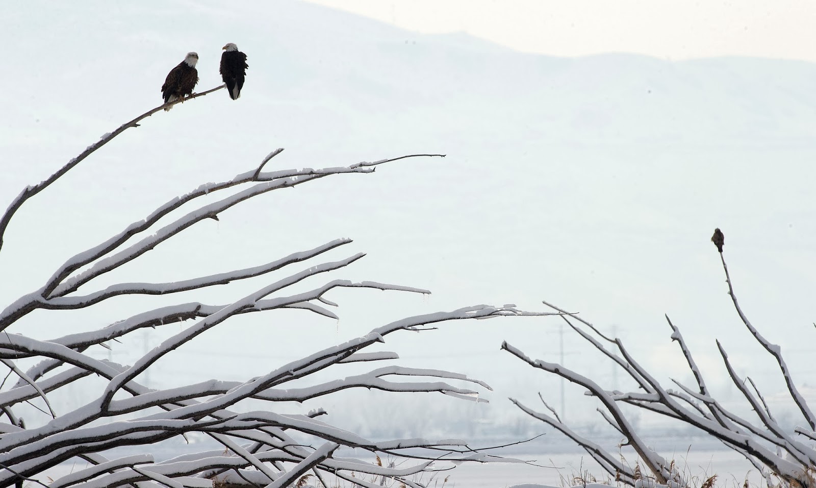 Scott G Winterton Photographer: Dying Bald Eagles