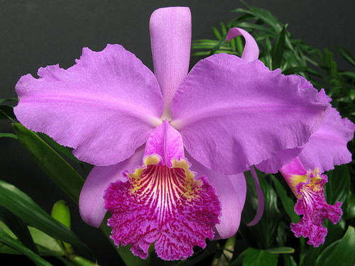 Cattleya Orchid Source: Nice Cattleya lueddemanniana Variety
