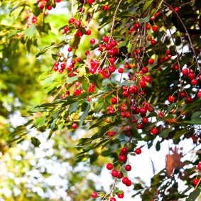 Nursery Plants: The kind of Bing Cherry Tree