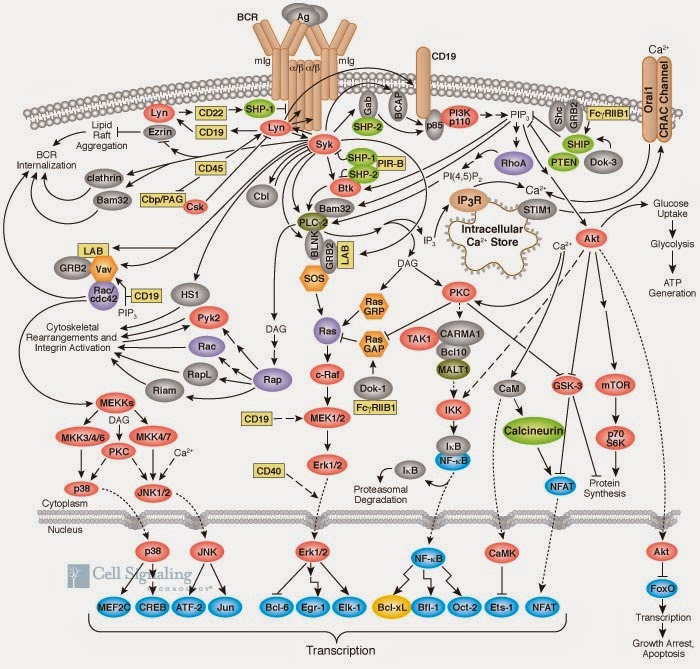 SoftwarePhysics: May 2014