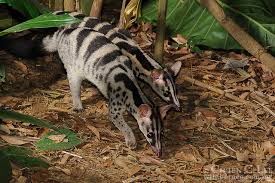 Mengenal Jenis Musang Endemik Indonesia