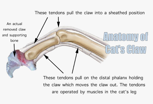 Veterinarians can do more to educate cat owners about declawing