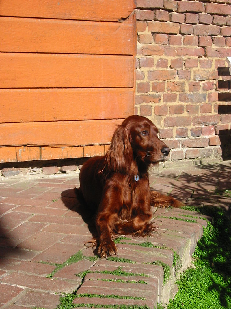 Irish Setter | Excellent Companion Dog and Family Pet | Best Puppys
