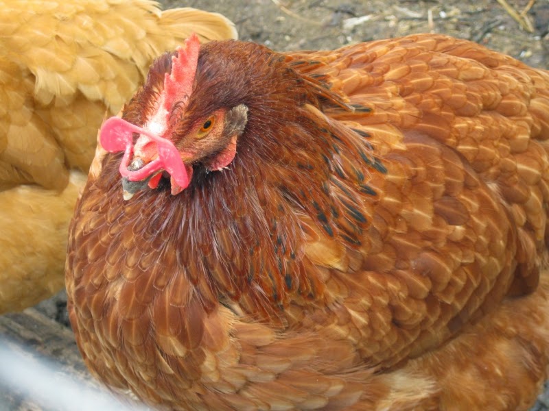 Elizabeth's Whimsies: Old Chickens...